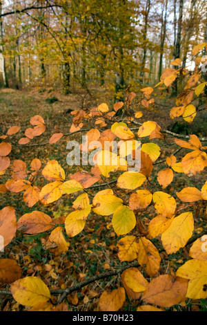autumn colour at leball wood cornwall Stock Photo - Alamy