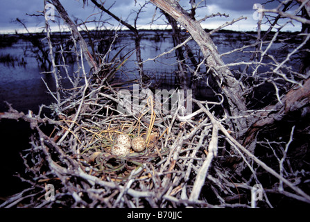 Snail Kite nest Rostrhamus sociabilis Crooked Tree BELIZE November Nest ...
