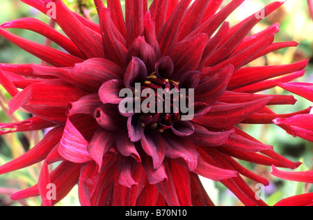 Dahlia 'Nuit D'ete', cactus variety, dark red flower garden plant 'Nuit ...