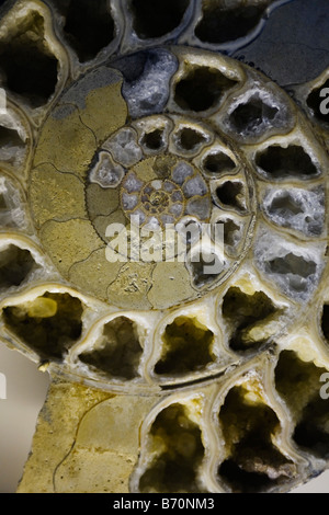 Fossil, ammonite, cross section, cut out Stock Photo - Alamy