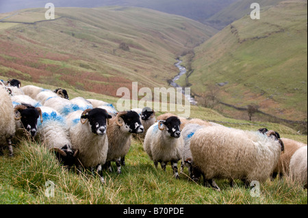 Dalesbred sheep, a hardy upland breed from North Yorkshire, UK Stock ...
