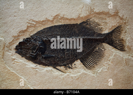 Fossil fish in sedimentary rock. Tertiary period or Cenozoic period. 50 ...