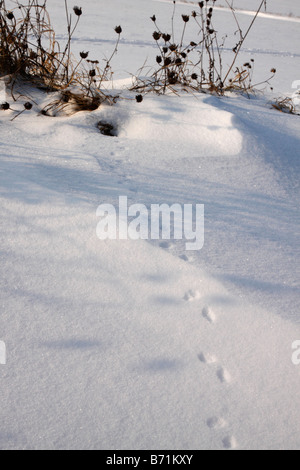 Mouse tracks in the snow Stock Photo - Alamy