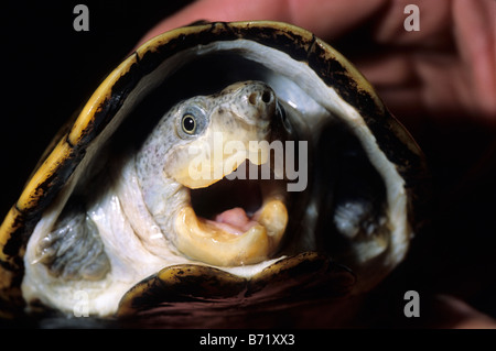 Narrow-bridged musk turtle (Claudius angustatus Stock Photo - Alamy