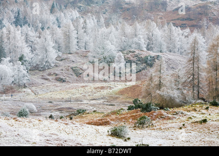 Hoare frost on vegetation near Tarn Hows in the Lake District Cumbria ...