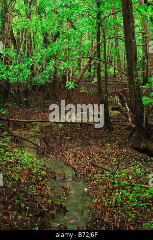 A mangrove swamp in the lowlands of Daintree National Park, Queensland ...