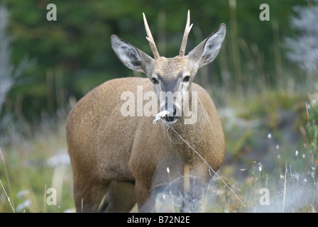 buck southern huemul [Hippocamelus bisulcus] Stock Photo - Alamy