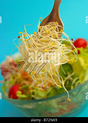 Closeup of vegan salad bowl with alfalfa sprouts, avocado half and ...