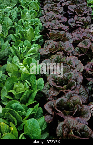 Fresh and Healthy Red cos lettuces from Farm ready for make Tasty Salad ...
