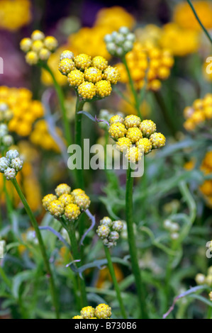 Lonas inodora 'Gold rush' yellow ageratum flower Stock Photo - Alamy