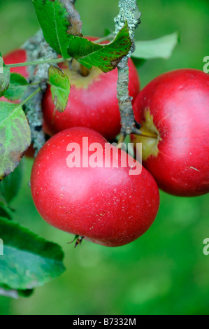 Three green leaves hang on a branch near tree trunk Stock Photo - Alamy