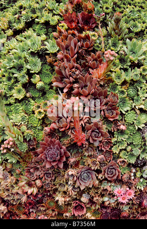 House leek varieties Stock Photo - Alamy