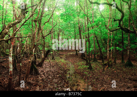 Mangrove swamp in Queensland Australia Stock Photo - Alamy