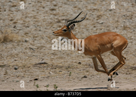 Male impala running from predator Stock Photo - Alamy