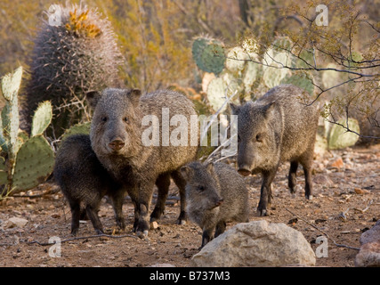 Family group of Collared Peccaries Tayassu tajacu also known as ...
