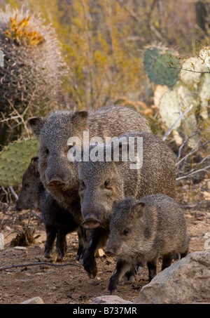 Collared Peccary Tayassu tajacu also known as Javelinas in the desert ...