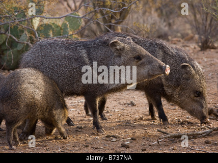 Family group of Collared Peccaries Tayassu tajacu also known as ...