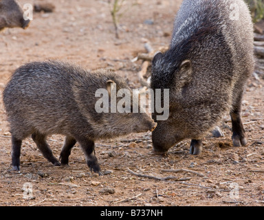 Collared Peccary Tayassu tajacu also known as Javelinas in the desert ...