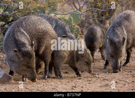 Family group of Collared Peccaries Tayassu tajacu also known as ...