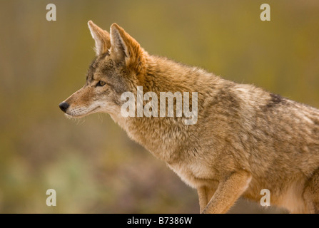 The Coyote, Canis latrans, is widespread throughout the U.S. and Canada ...