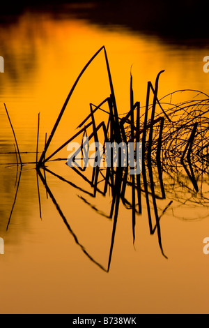 Patterns of reeds in lake at sunset Arizona Stock Photo - Alamy