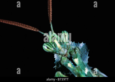 Praying mantis Bahrain Arabian Gulf Stock Photo - Alamy
