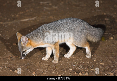 Gray Fox, Arizona Stock Photo - Alamy