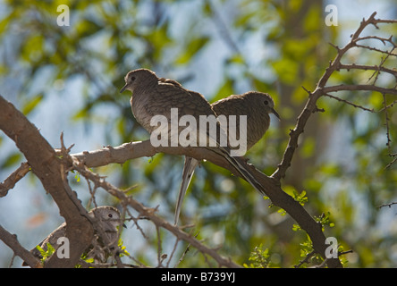 Two Inca doves, Columbina inca, perched on branch in winter, Texas ...
