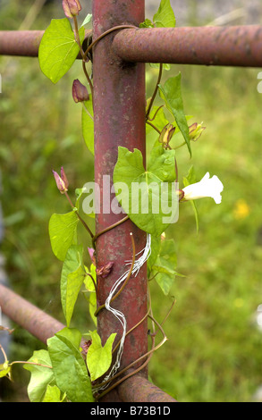 Green Plants Growing Around Rusty Car Wheel Stock Photo - Alamy