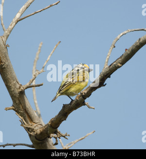 Yellow-fronted Tinkerbird (Pogoniulus chrysoconus Stock Photo - Alamy
