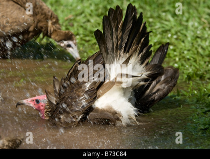 Hooded Vulture Necrosyrtes monachus Bathing on Lawn Sprinkler In Hotel ...