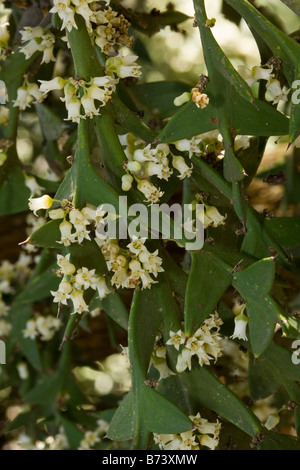 Anchor plant or crucifixion thorn Colletia paradoxa with flowers and ...