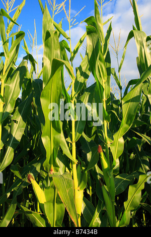 Corn Field, Shenandoah Valley, Bridgewater, Virginia, USA Stock Photo ...