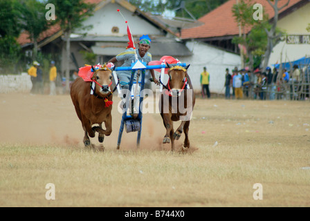Cultural event of Madurese, Indonesia Stock Photo - Alamy