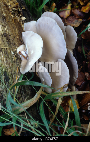 Oyster Mushroom Pleurotus ostreatus Austernpilz Pilze mushrooms ...