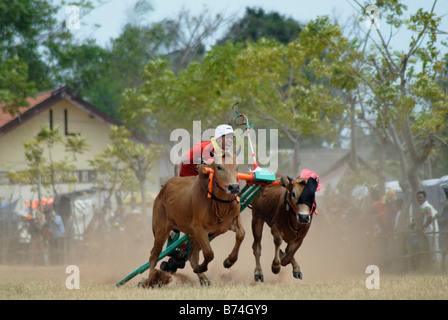 Cultural event of Madurese, Indonesia Stock Photo - Alamy