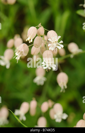 bladder campion flowers (Silene vulgaris) isolated on white Stock Photo ...