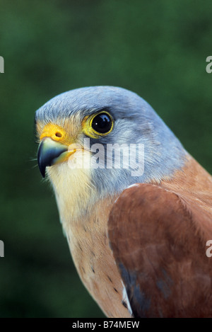 Lesser Kestrel (Falco naumanni) preys on insects and small mammals ...