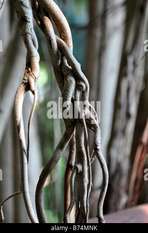 Air roots of plants Stock Photo - Alamy