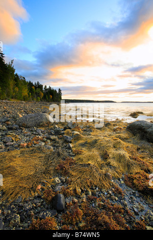 Pretty Marsh seaweed, Acadia National Park, Maine Stock Photo - Alamy