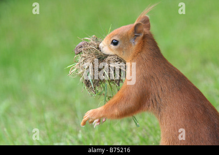 Red Squirrel Drey Stock Photo - Alamy