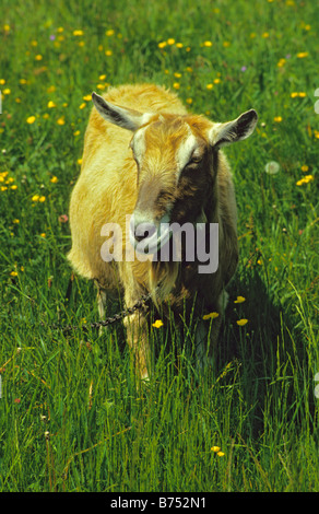 animal goat in the farm field Stock Photo - Alamy