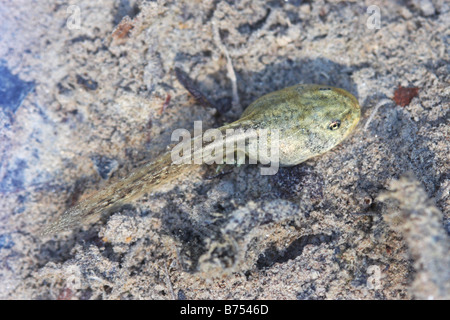 Tadpole, of the yellow-bellied toad, Bombina variegata, young frog ...
