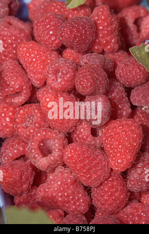 This is a close up shot of bundle of raspberries like nice food ...