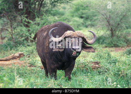 Buffalo in grass field Stock Photo - Alamy