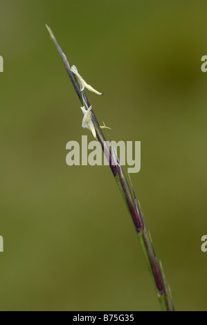 Nardus stricta Mat-grass Stock Photo - Alamy