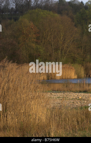 Phragmites australis, Common reed. Typical habitat of Little Bittern ...