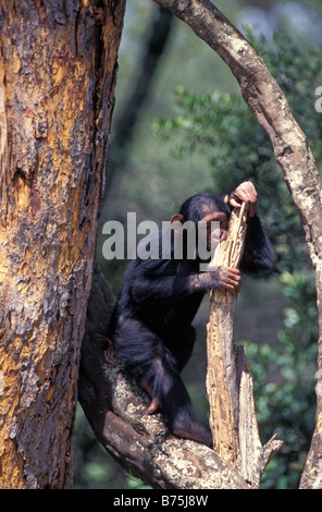 Chimpanzee (Pan troglodytes) chewing on grass, native to forested ...