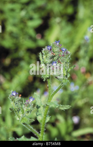 Anchusa arvensis, Small bugloss, Krummhals, close up, seeds, 3-4 mm ...