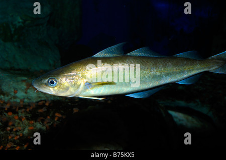 Pacific Tomcod (Microgadus proximus Stock Photo - Alamy